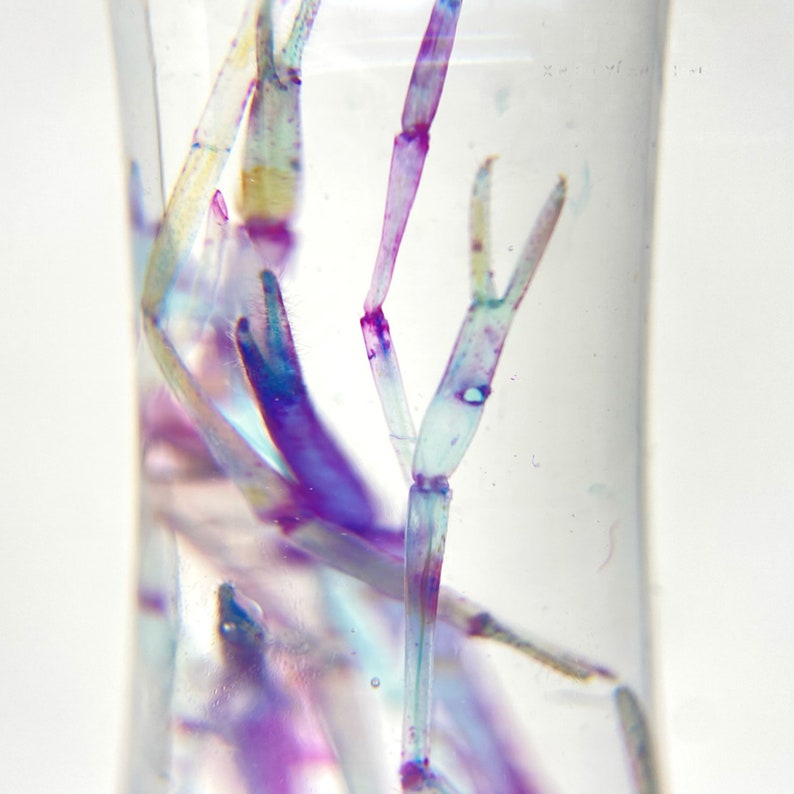 Mysterious Transparent Stained Skeleton Specimen,real Stained Specimen ...