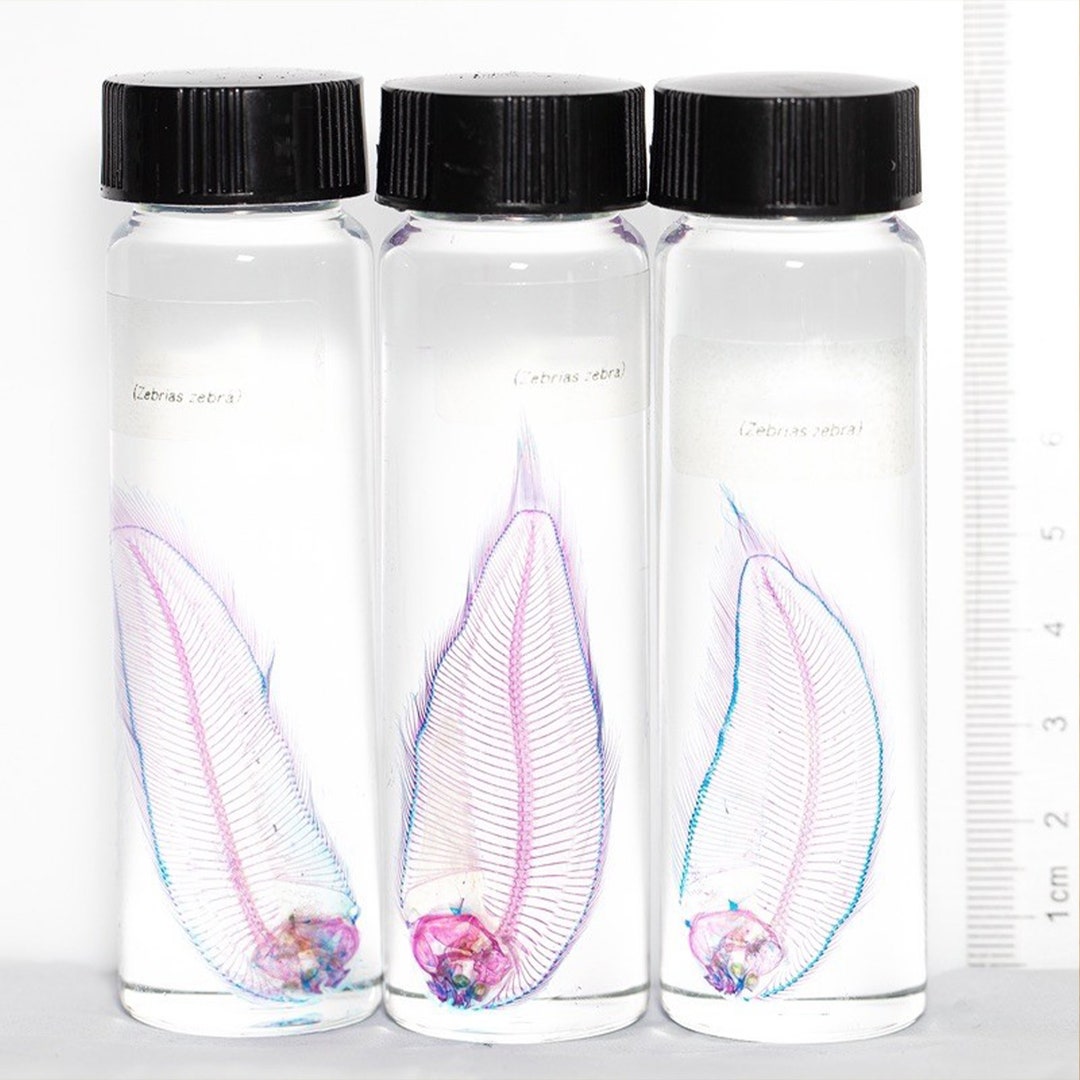 Mysterious Transparent Stained Fish Skeleton Specimenreal - Etsy