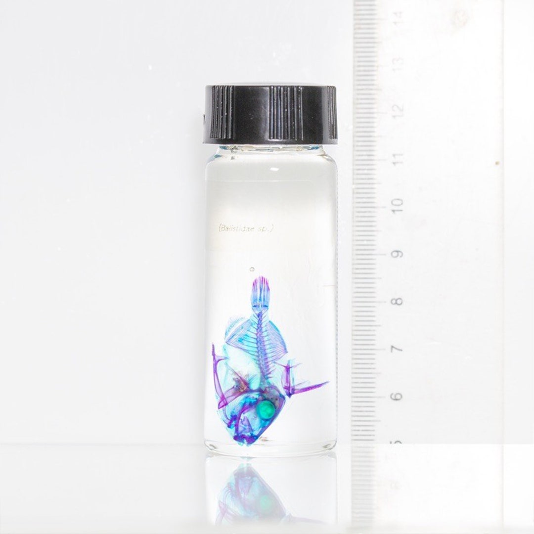 Mysterious Transparent Stained Fish Skeleton Specimenreal - Etsy