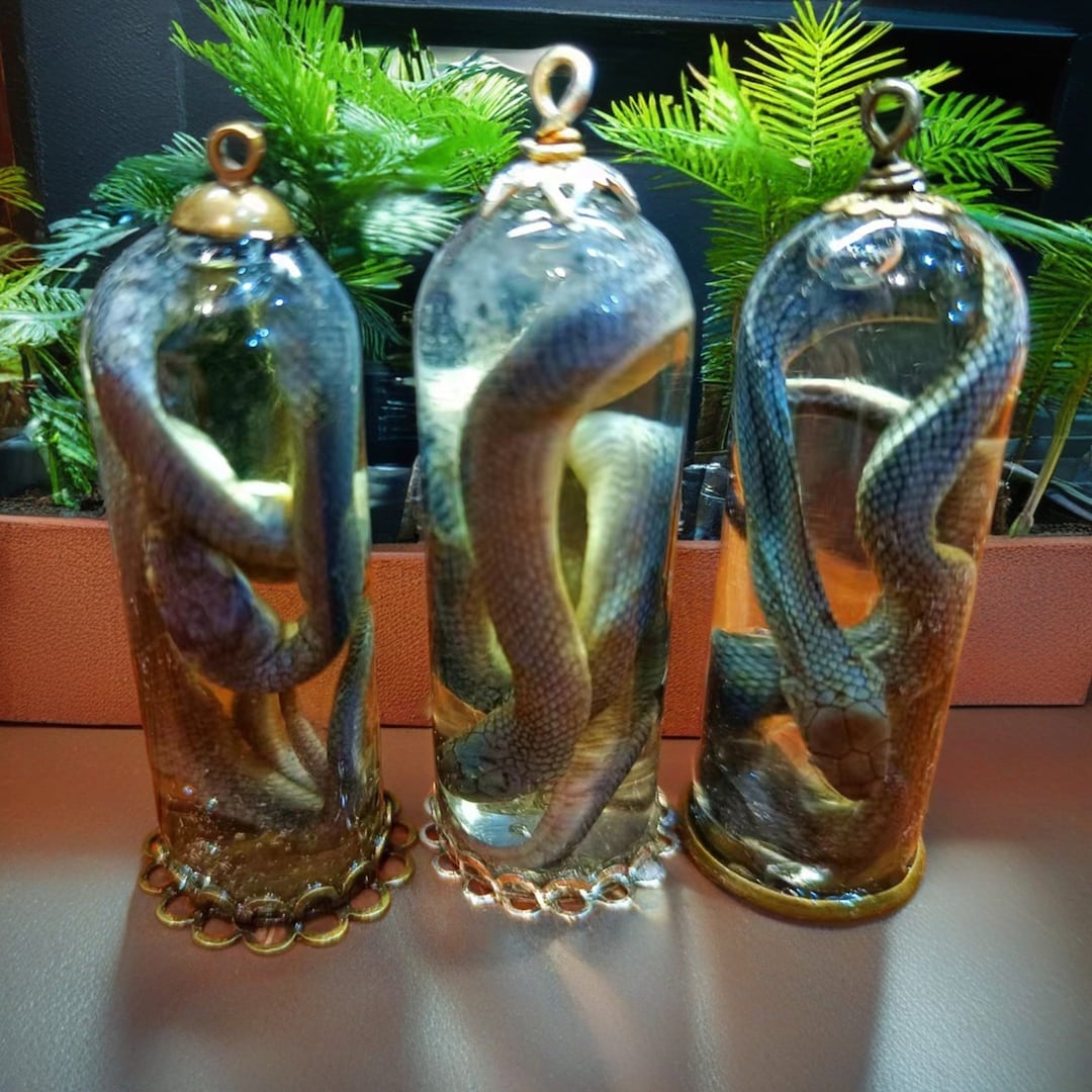 Real Snake Specimen,real Animal Specimen,clean and Complete,specimen ...