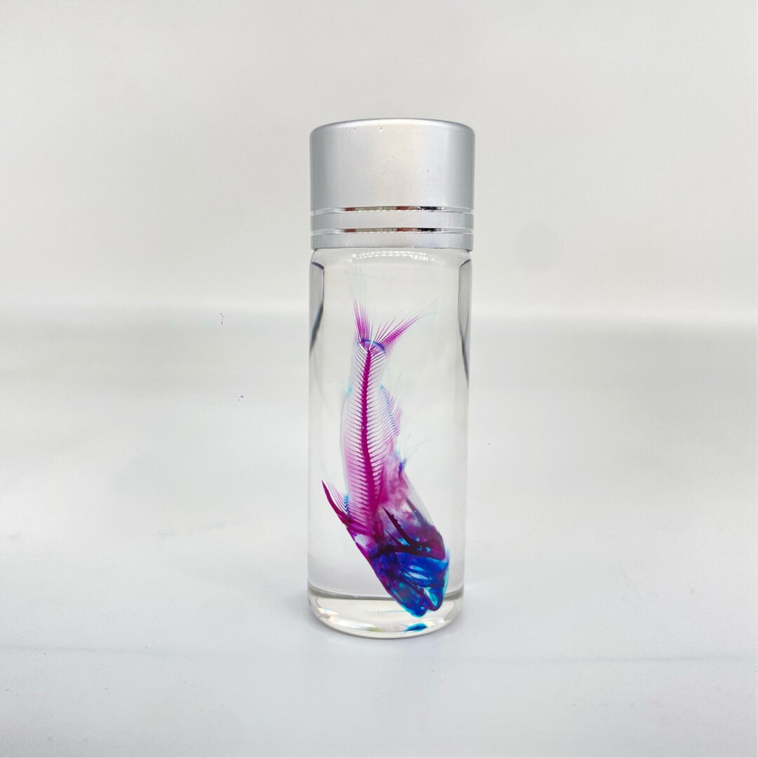 Mysterious Transparent Stained Fish Skeleton Specimen,real Stained ...