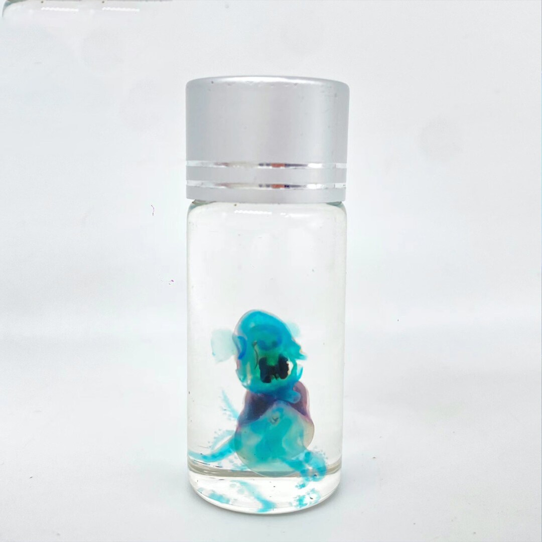 Mysterious Transparent Stained Fish Skeleton Specimen,real Stained ...
