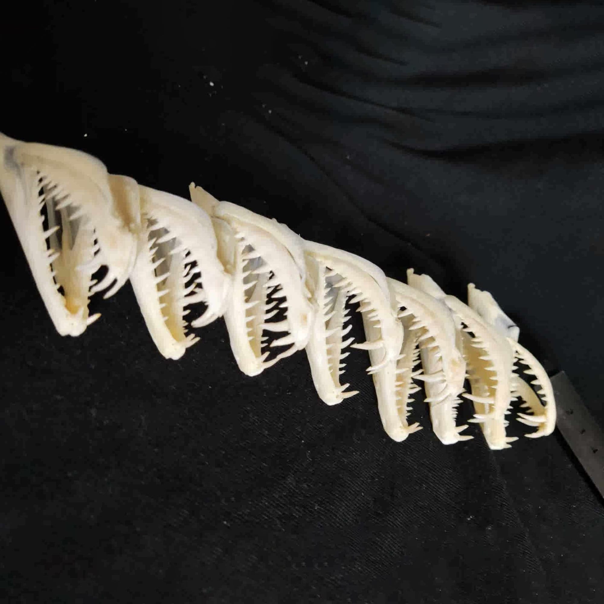 Real Skeleton Specimen,real Animal Specimen,clean and Complete,specimen ...