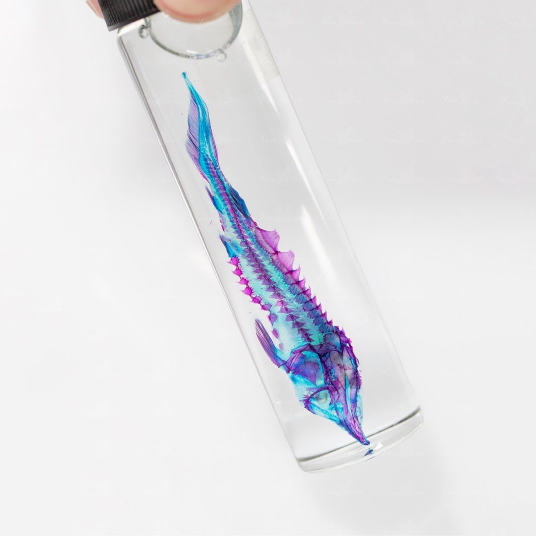 Mysterious Transparent Stained Fish Skeleton Specimen,real Stained ...