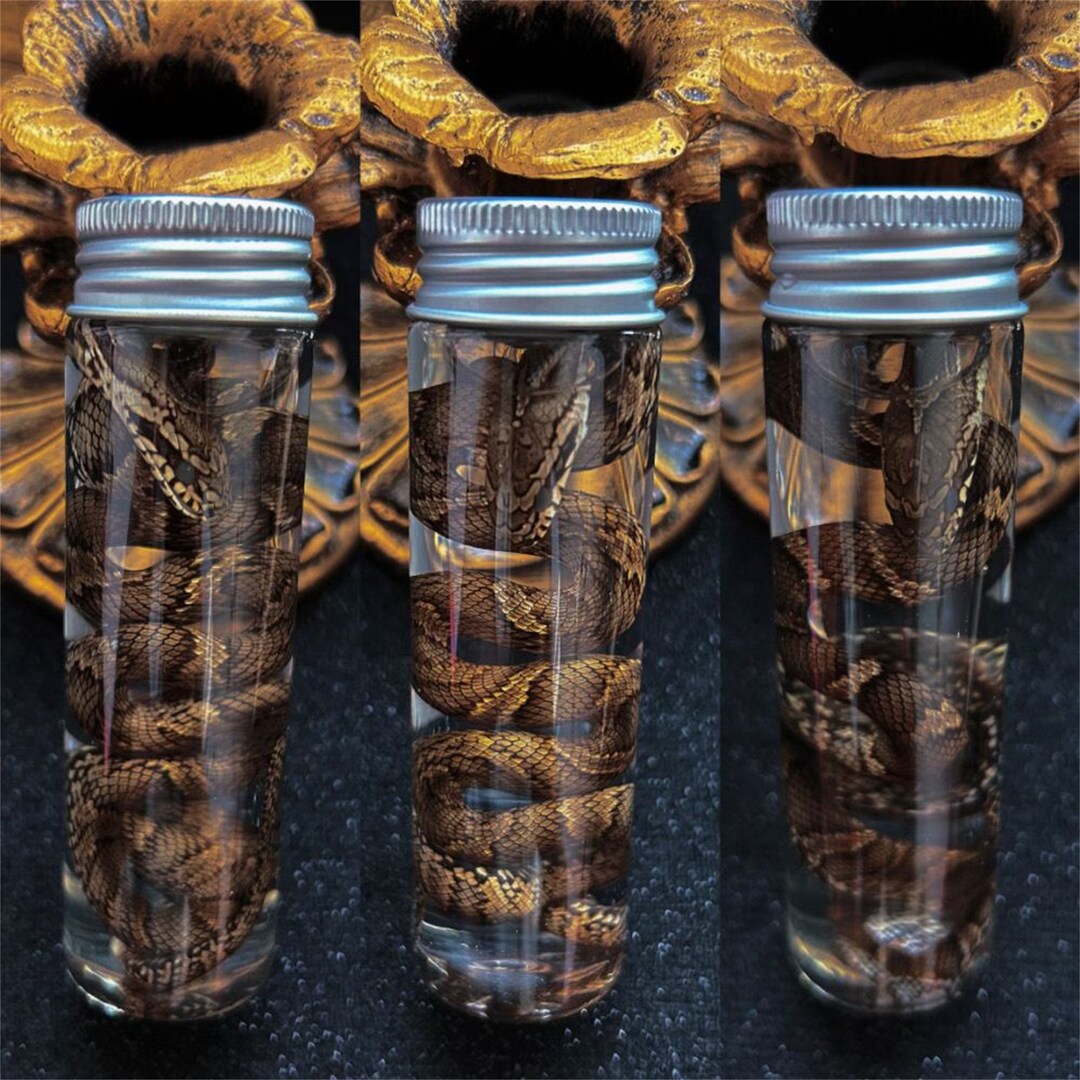 Real Snake Specimen,real Animal Specimen,clean and Complete,specimen ...