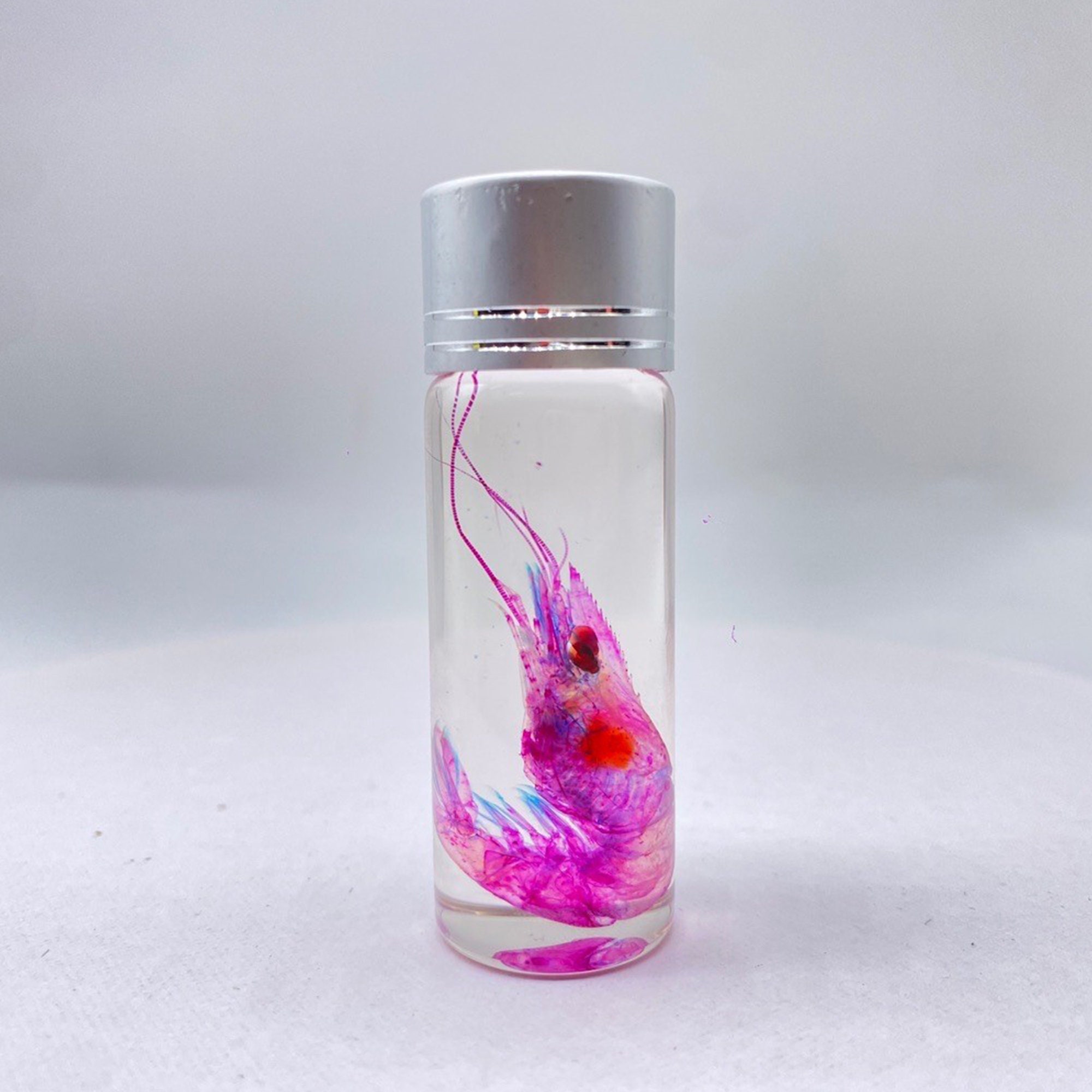 Mysterious Transparent Stained Skeleton Specimen,real Stained Specimen ...