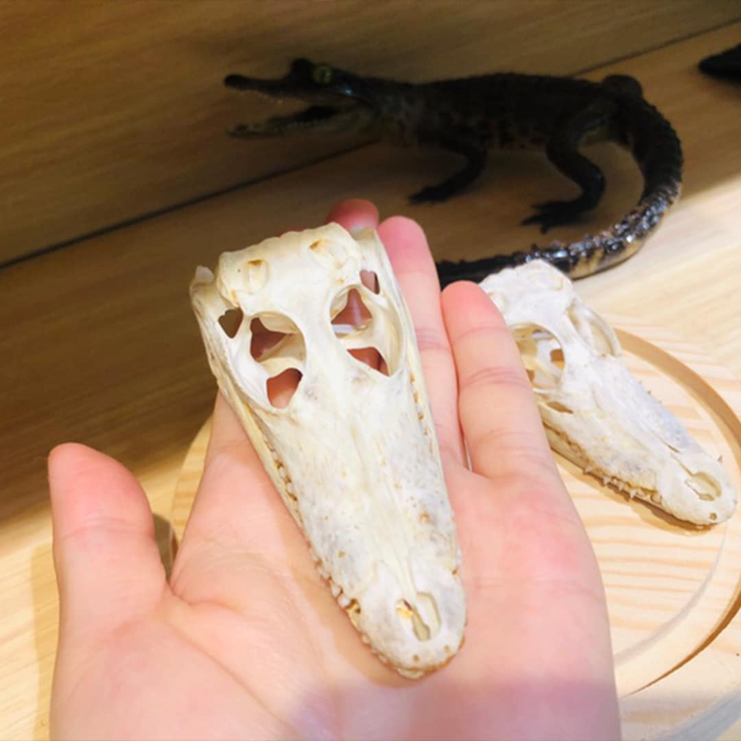 Real Sheep Skull Specimen Taxidermy Bleached Cleaned Real Animal Skull ...