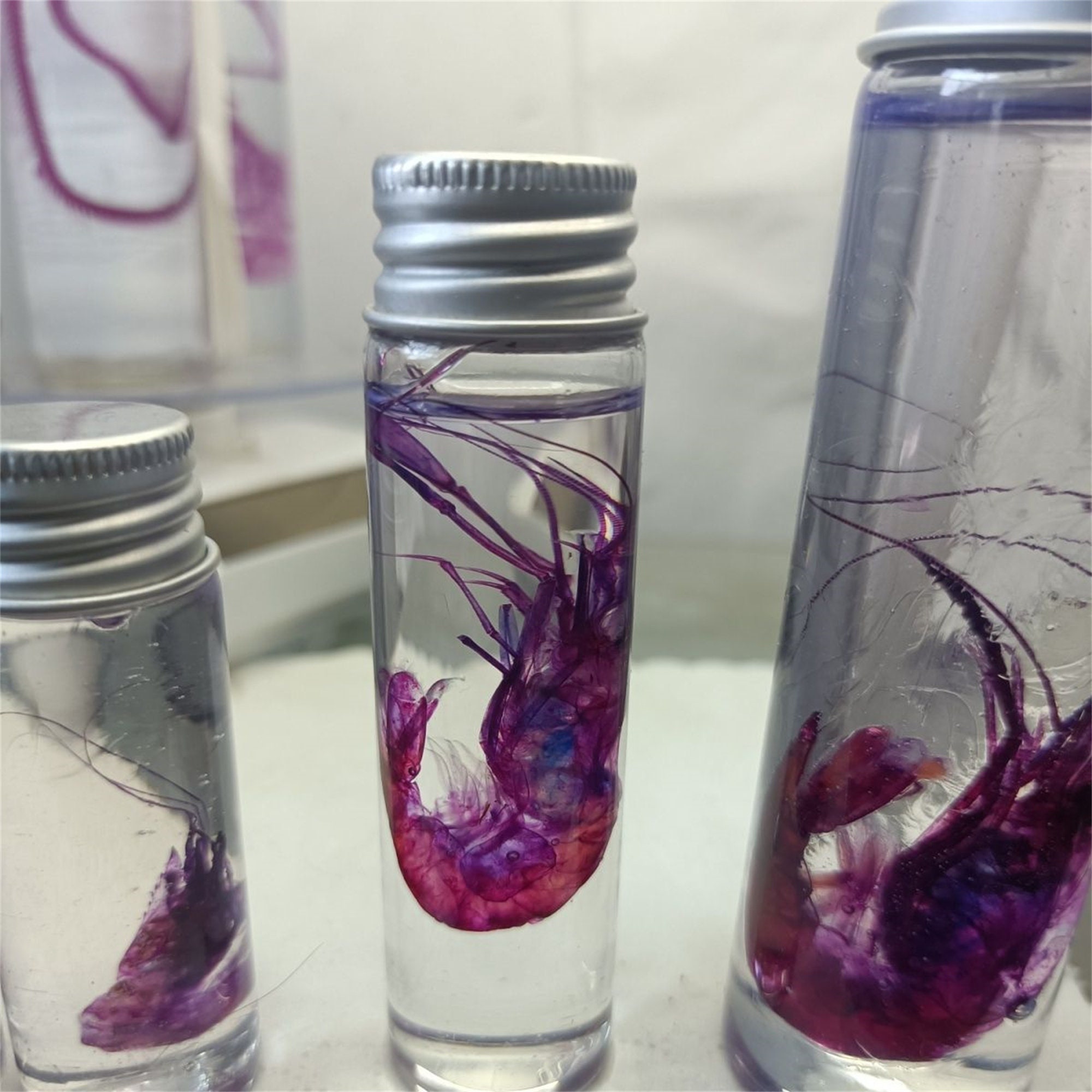 Mysterious Transparent Stained Fish Skeleton Specimen,real Stained ...