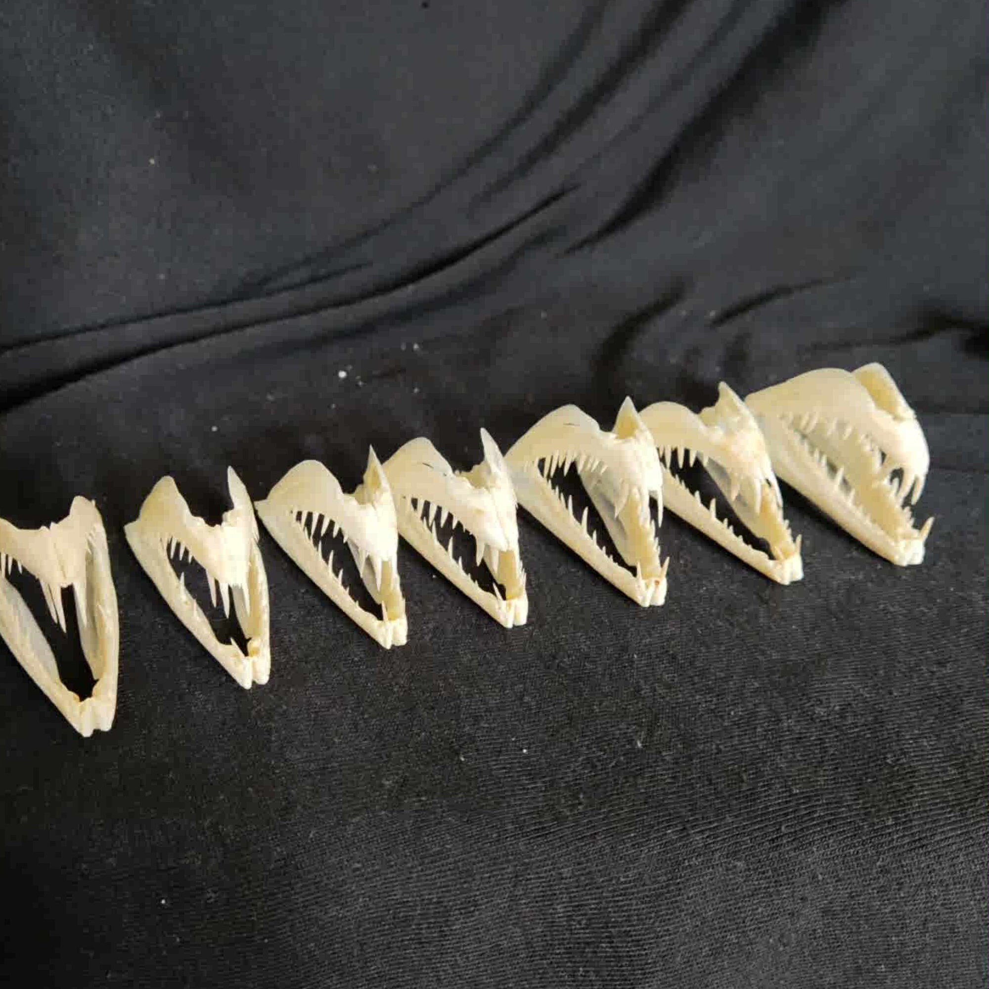 Real Skeleton Specimen,real Animal Specimen,clean and Complete,specimen ...