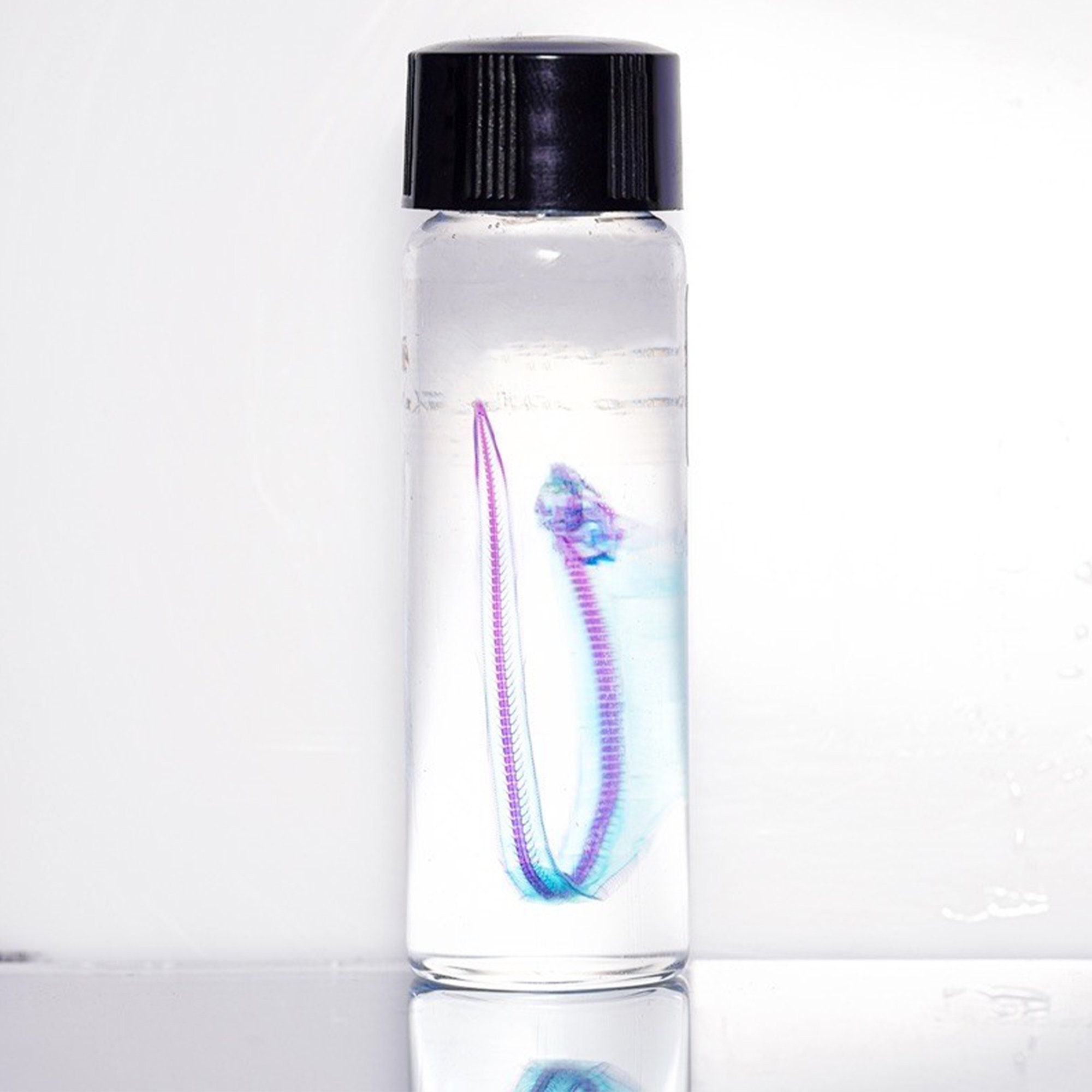 Mysterious Transparent Stained Fish Skeleton Specimenreal - Etsy