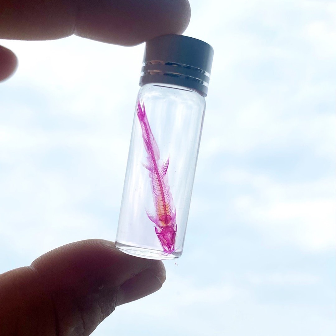 Mysterious Transparent Stained Fish Skeleton Specimen,real Stained ...
