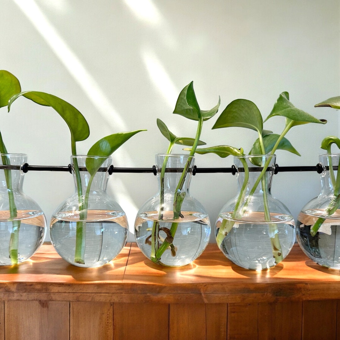 Jade Pothos Cutting / Rooted Cutting / Aquarium Plant / Aquarium Pothos ...