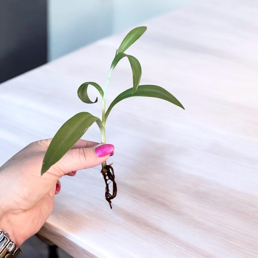 Moses-in-the-cradle Cutting / Oyster Plant Rooted Cutting ...