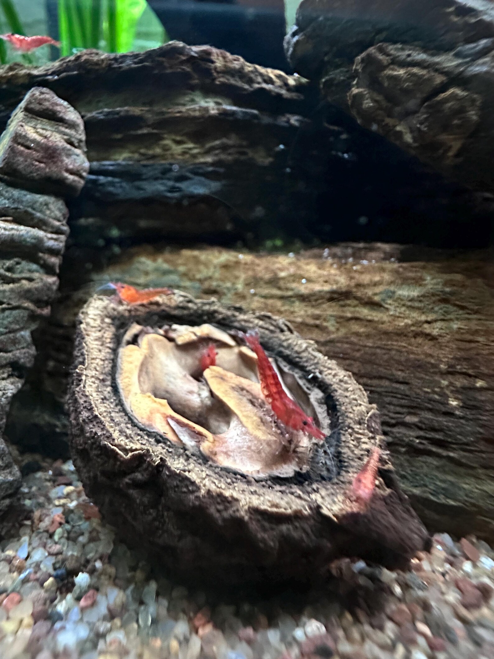 Aquarium Shrimp Cave / Neocaridina Habitat Decor / Black Walnut Shells ...