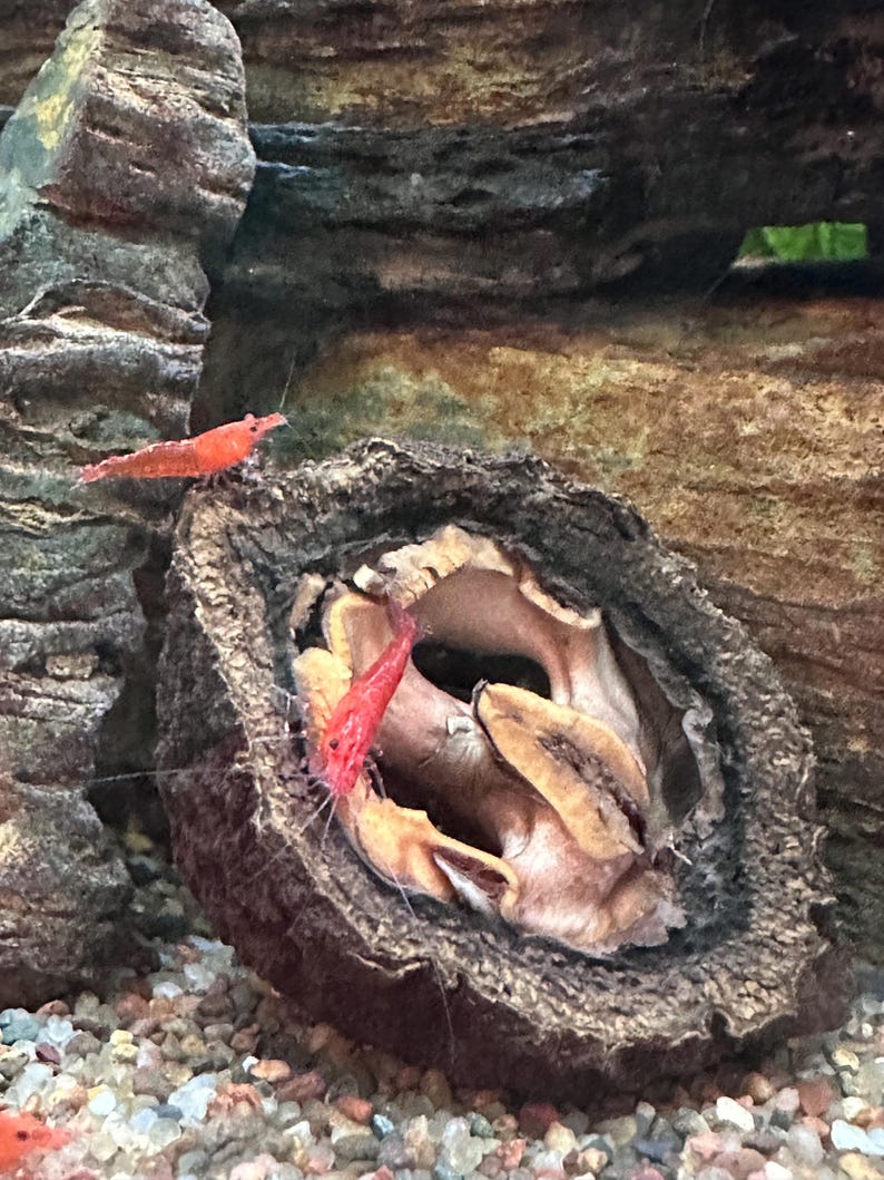 Aquarium Shrimp Cave / Neocaridina Habitat Decor / Black Walnut Shells ...