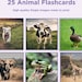 Engaging Animal Flashcards: 25 Printable Flashcards Ideal for ...