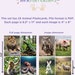 Engaging Animal Flashcards: 25 Printable Flashcards Ideal for ...