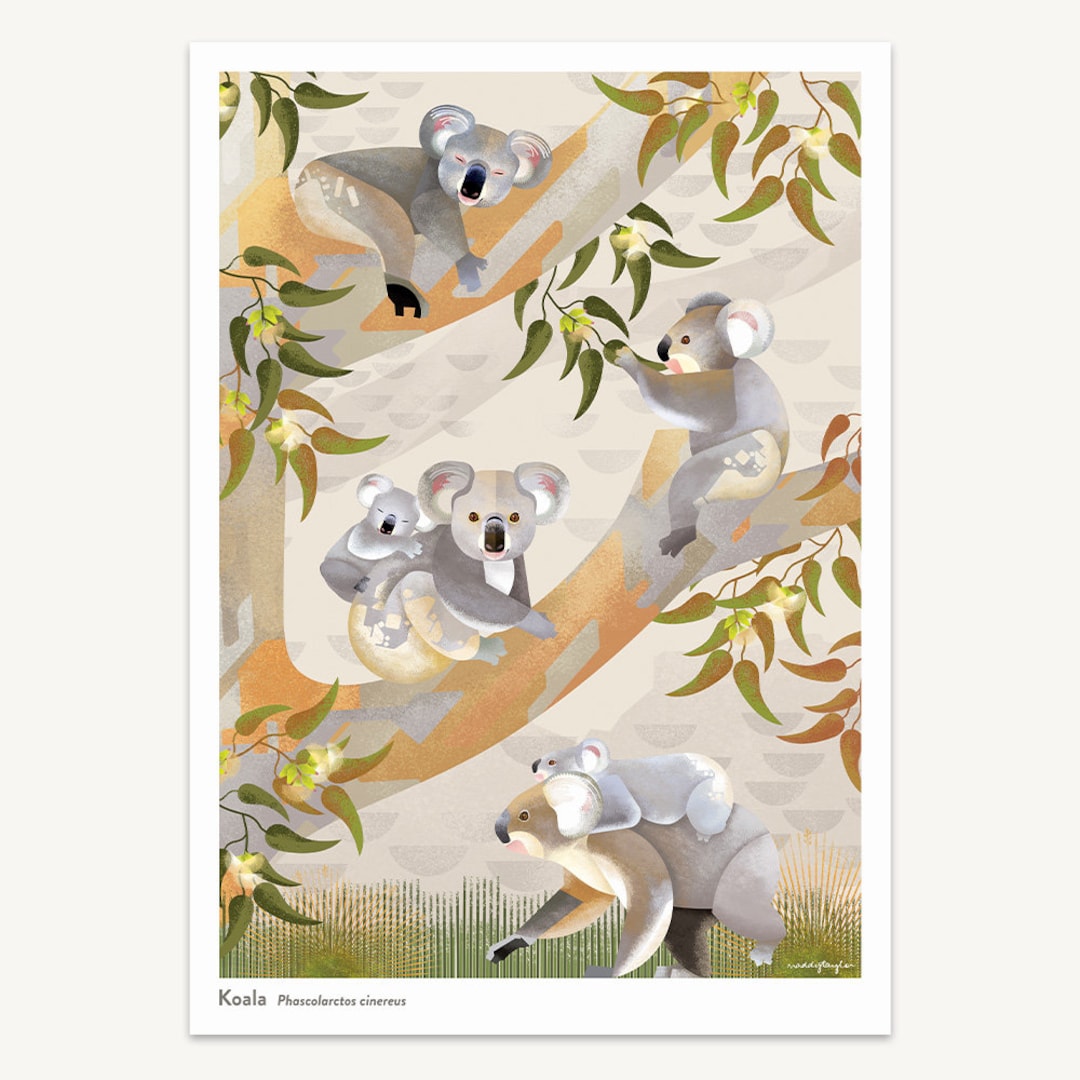 Australian Native Koala A1 Poster Print - Etsy