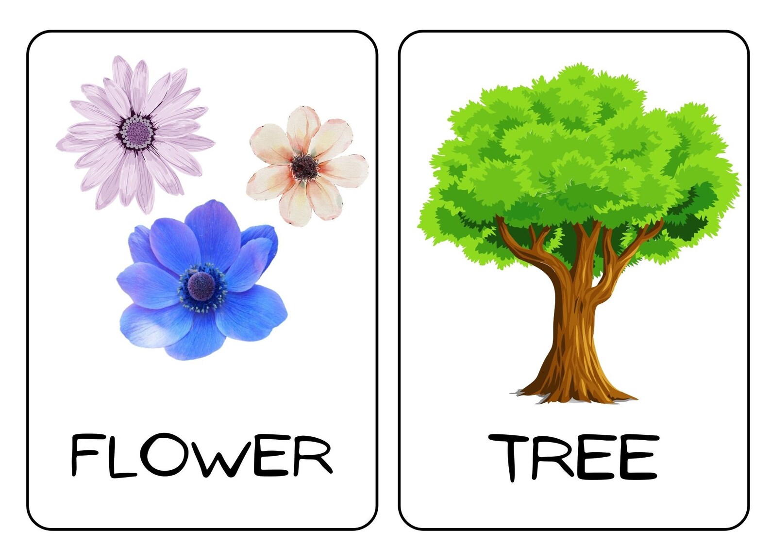 Printable Educational Flashcards for Kids, Vehicle, Fruit, Vegetable ...