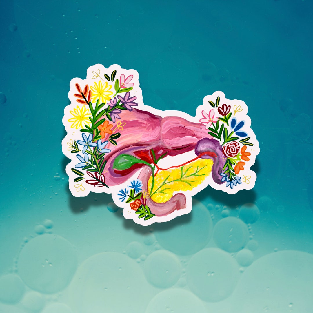 Pancreas and Liver Sticker - Etsy