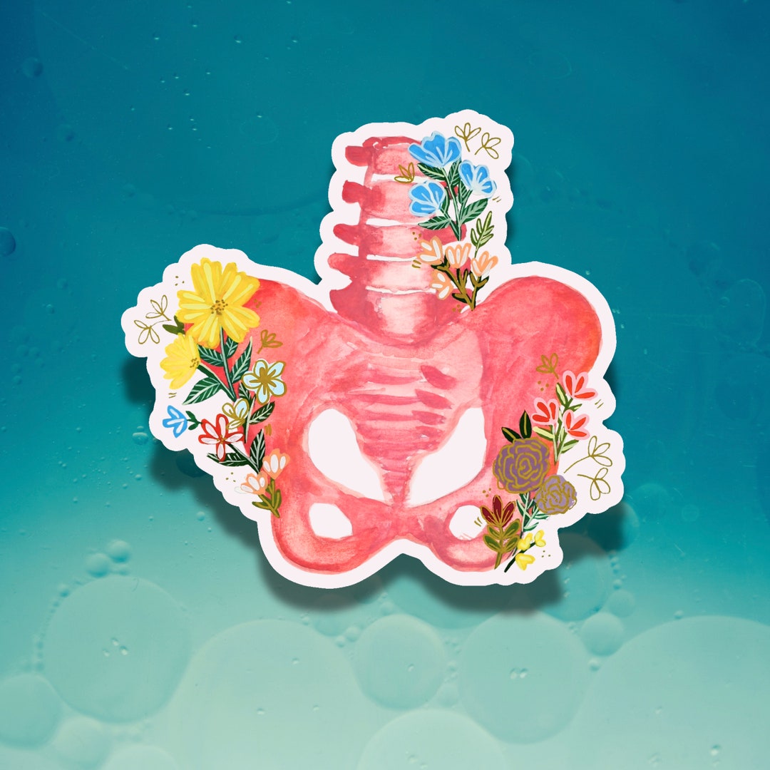 Pelvis Sticker - Etsy
