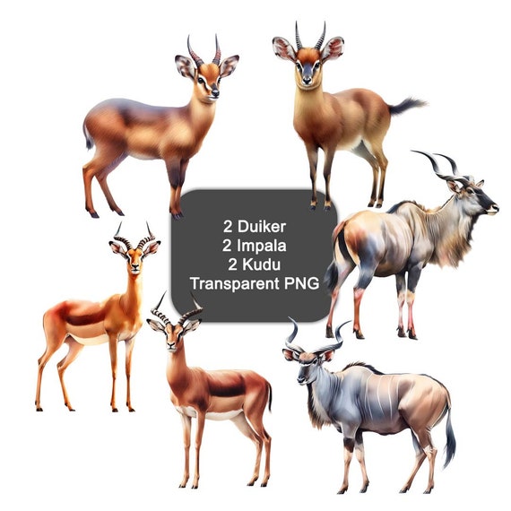 Types Of Antelope