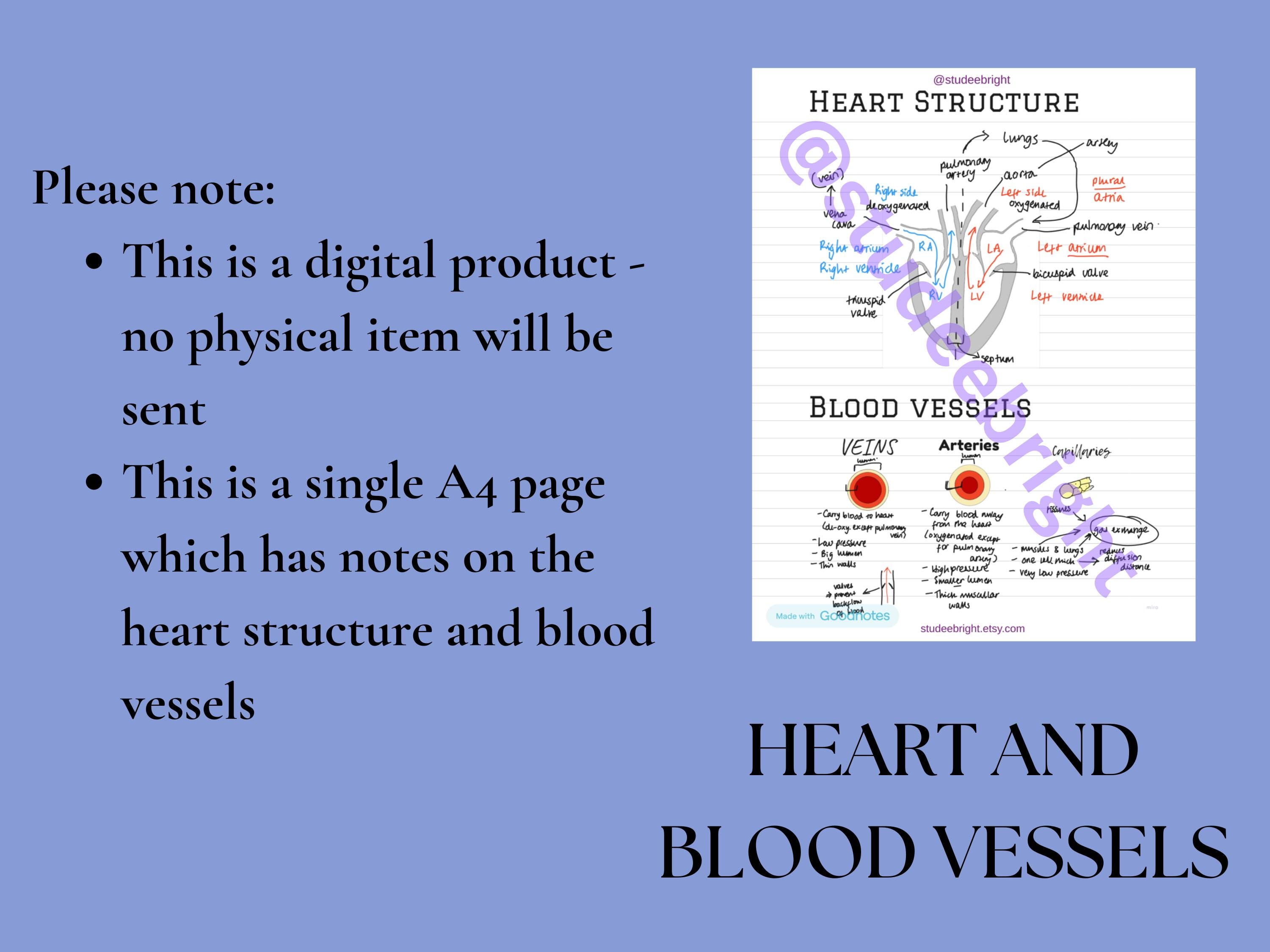 AQA GCSE Biology Grade 9 Notes on Heart Structure and Blood Vessels ...