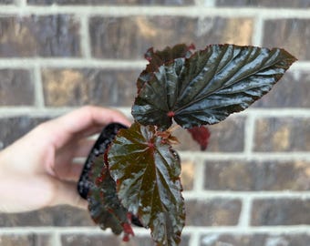 Begonia Arabian Sunset Aka Black Magic. Dark Almost Black Leaves Backed ...