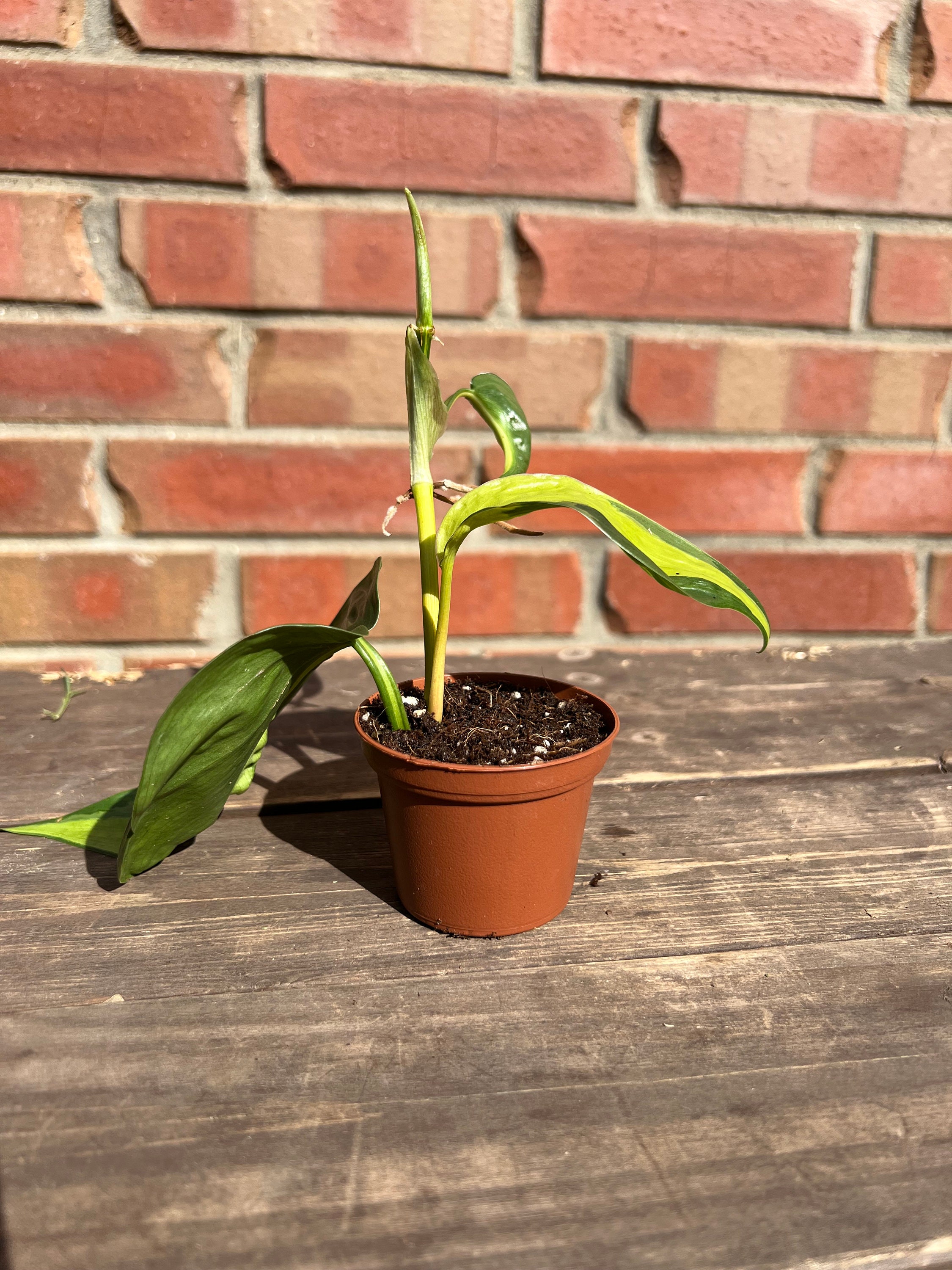 Philodendron Rio brazil - Etsy