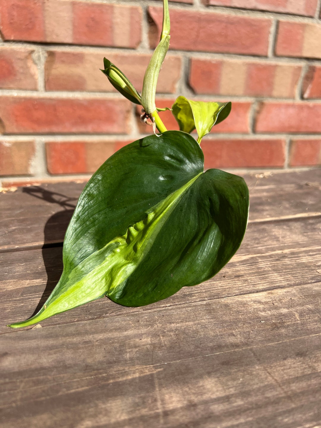 Philodendron Rio brazil - Etsy