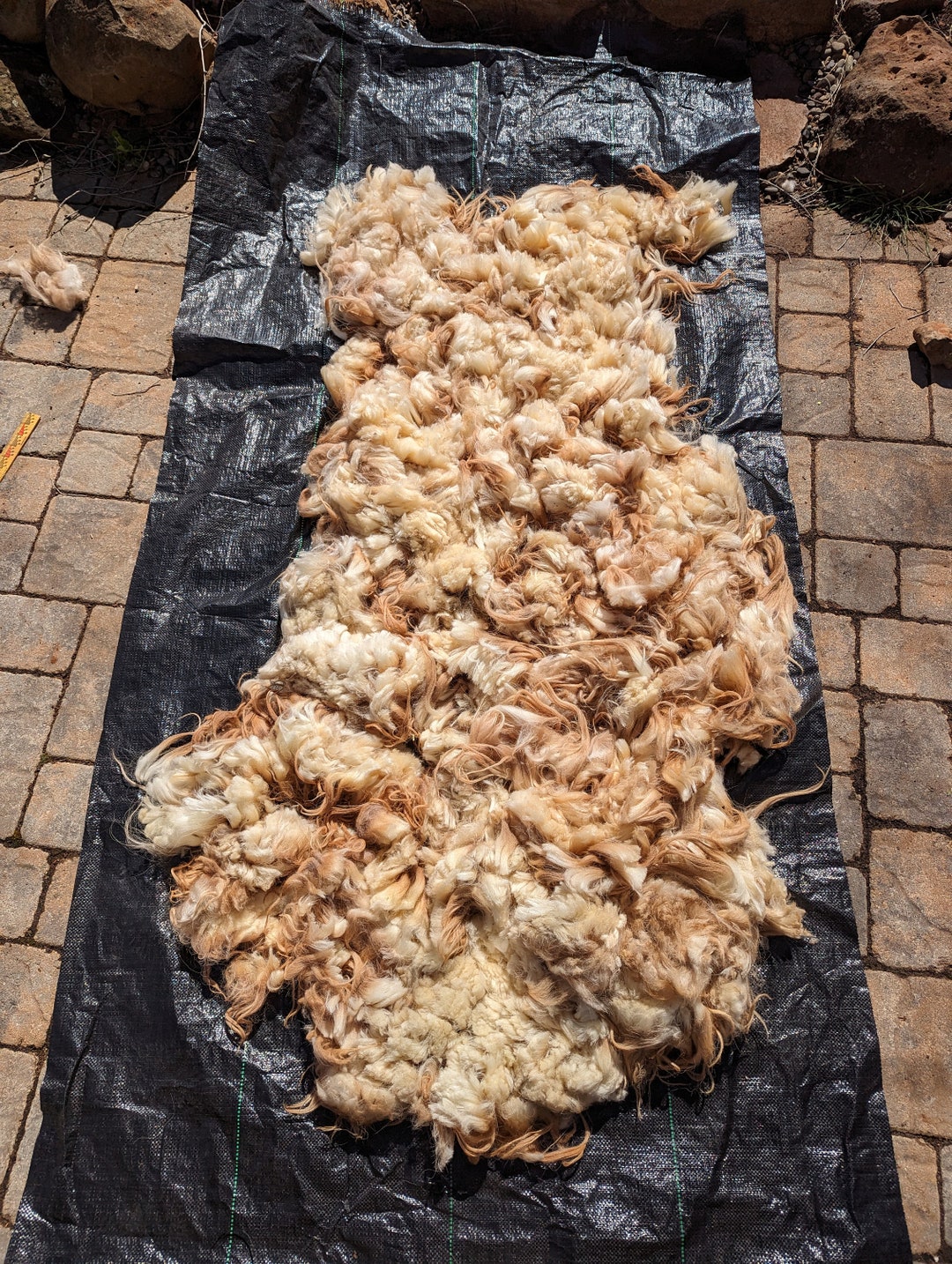 Raw Fleece Navajo-churro Ram White - Etsy