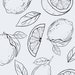 Lemon PNG, Line Art Drawing, Botanical Line Art, Lemon Clipart, Line ...