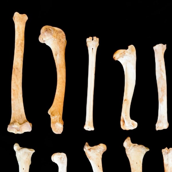 Deer Bone - Etsy