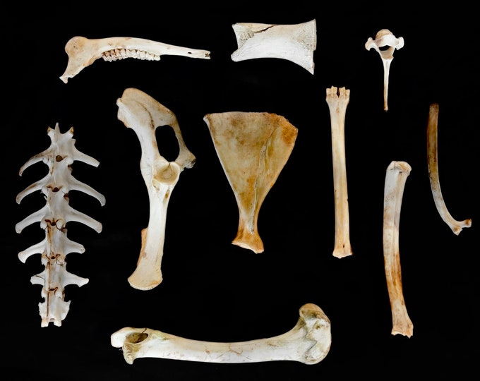 Box O’ Bones | Bone Mystery Box | Customizable | Cleaned Animal Bones ...