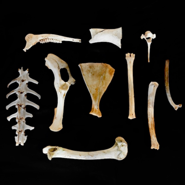 Animal Bones - Etsy