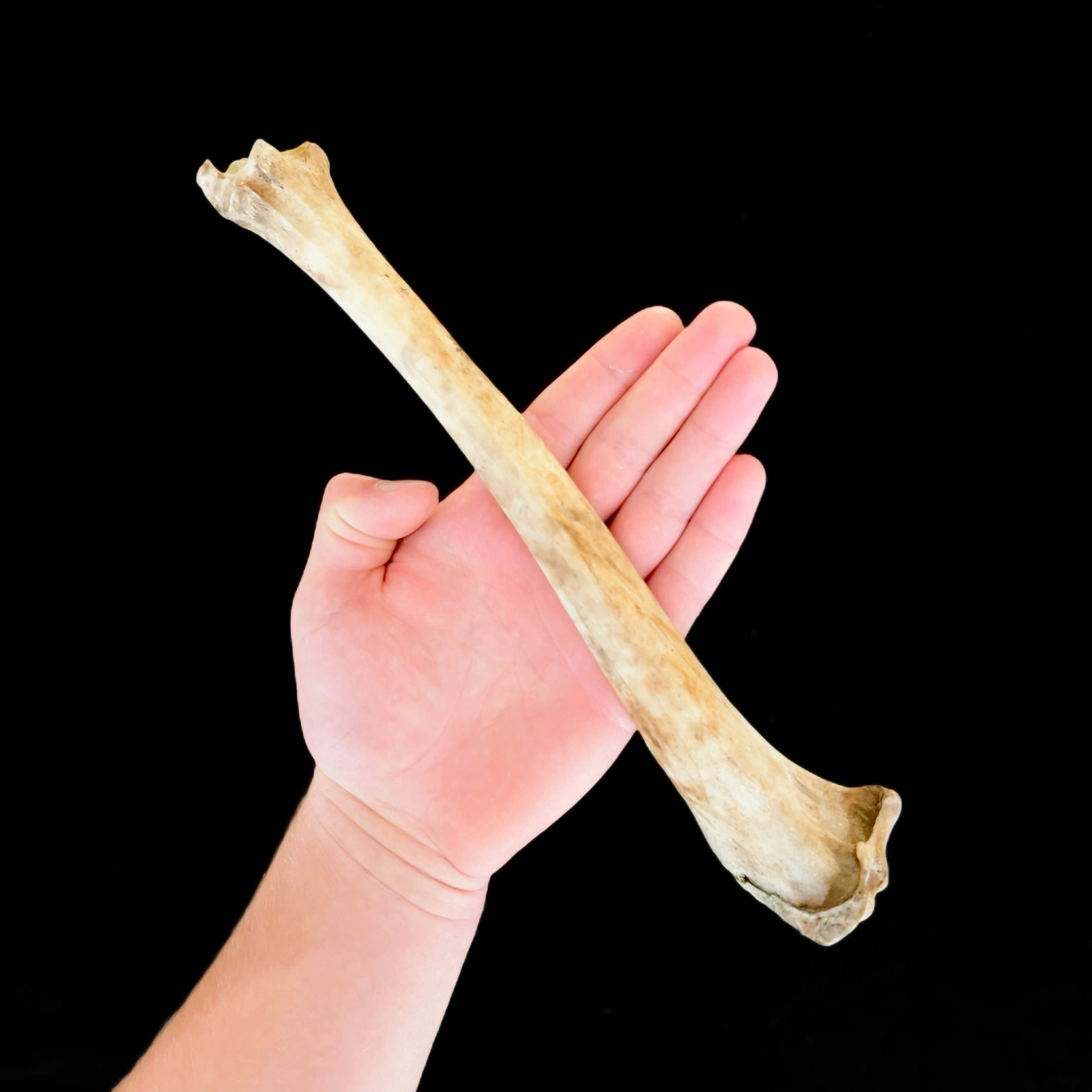 Deer Leg Bones 5 Count Cleaned Ethically Sourced - Etsy