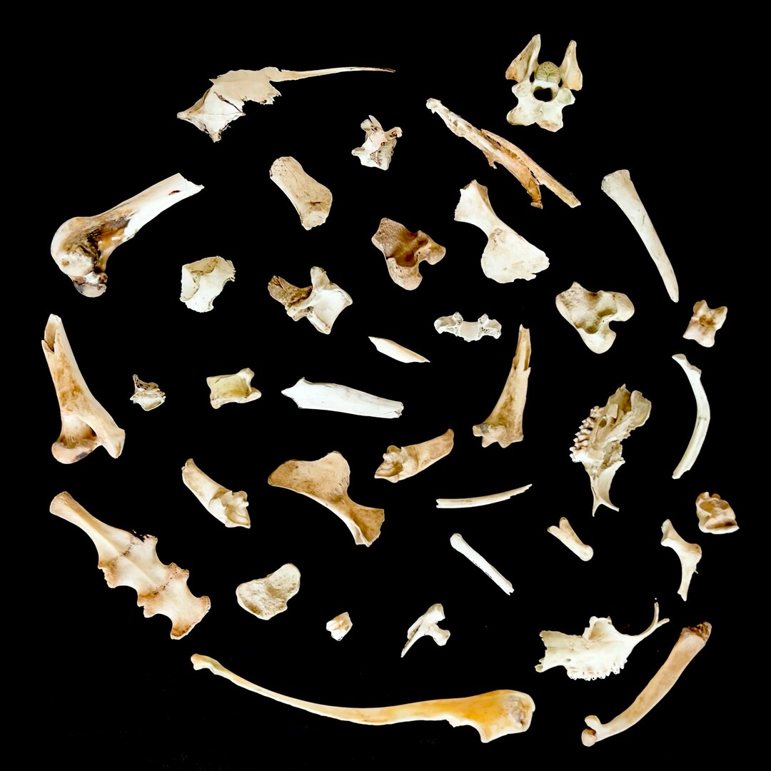 30 Bones Bits of Bone Bone Fragments Cleaned Animal - Etsy