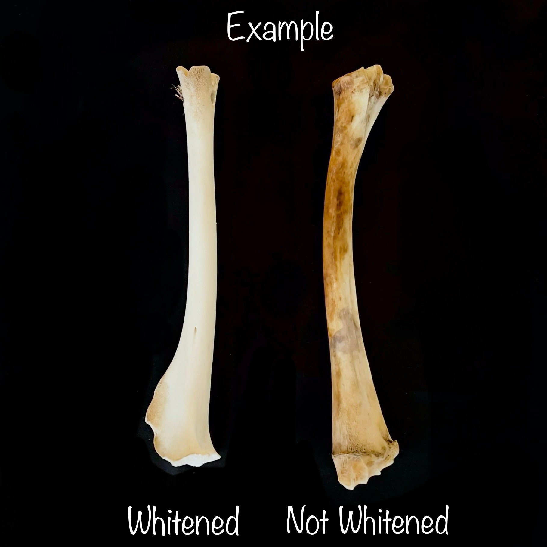 Box O Bones Bone Mystery Box Customizable Cleaned Animal Bones ...