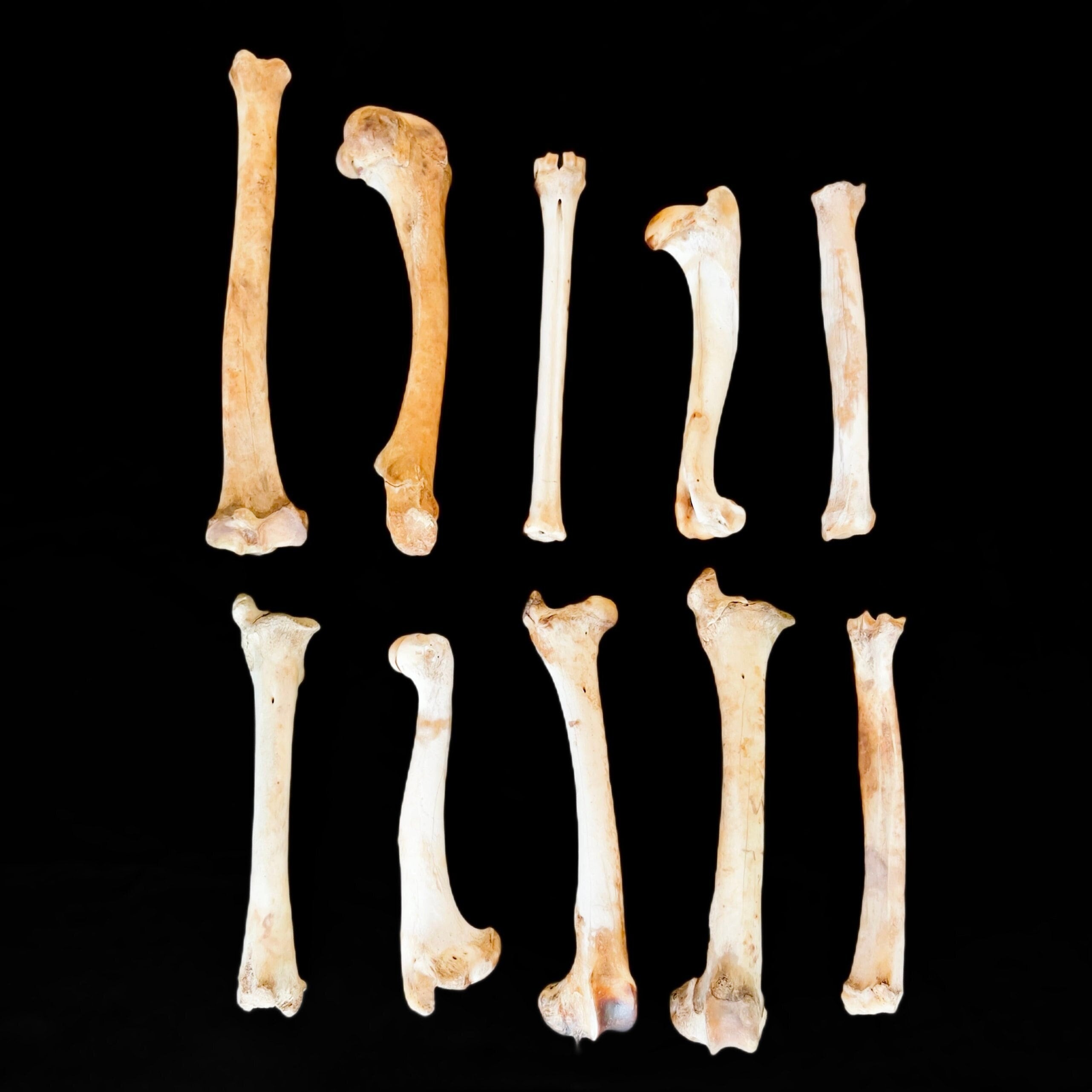Deer Leg Bones 5 Count Cleaned Ethically Sourced - Etsy