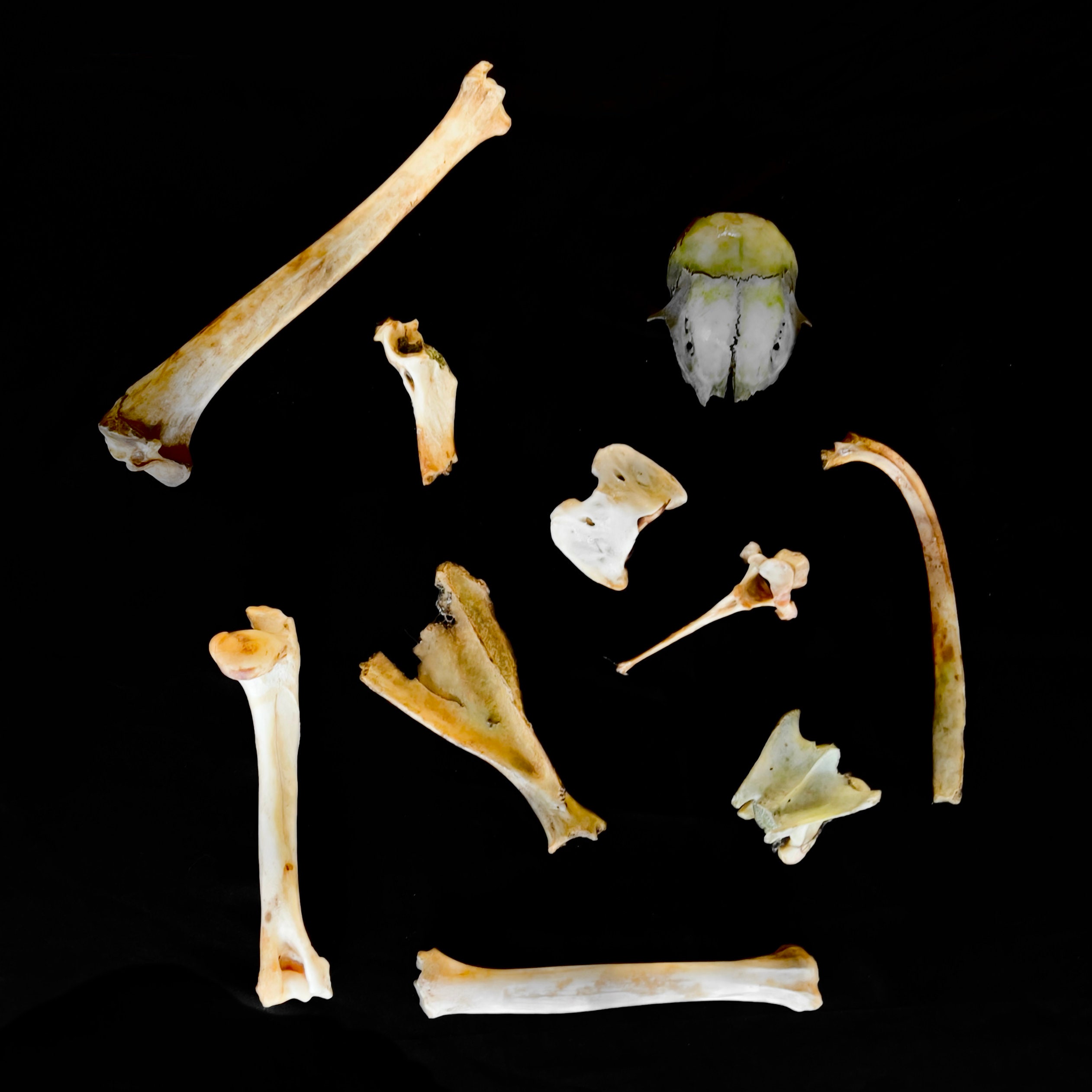 Box O Bones Bone Mystery Box Customizable Cleaned Animal Bones ...