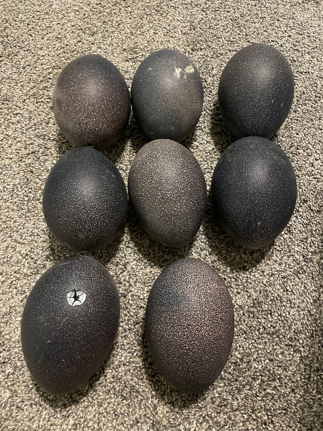 Emu Egg Shells - Etsy