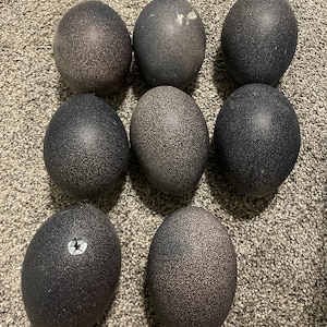 Emu Egg - Etsy