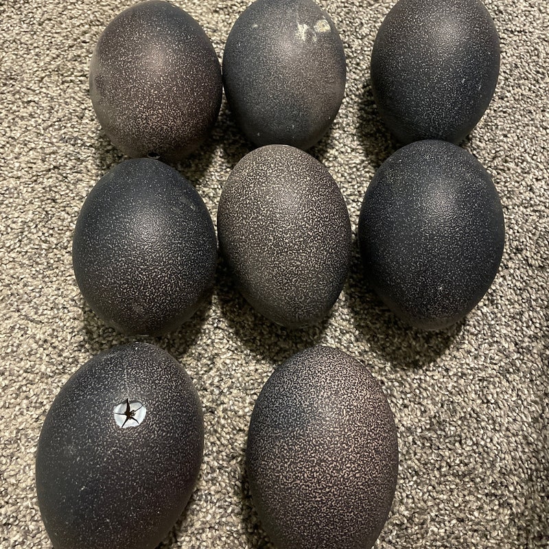 Emu Egg - Etsy