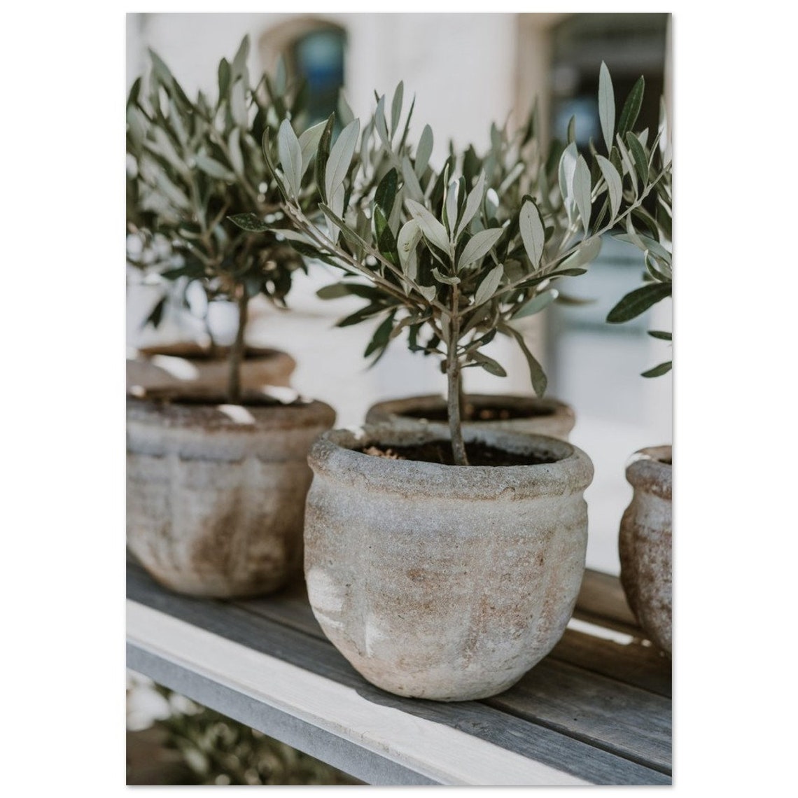 Mediterranean Bliss Olive Tree Poster Print, Potted Elegance in ...
