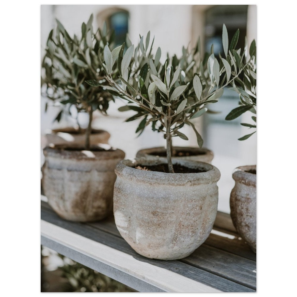 Mediterranean Bliss Olive Tree Poster Print, Potted Elegance in ...