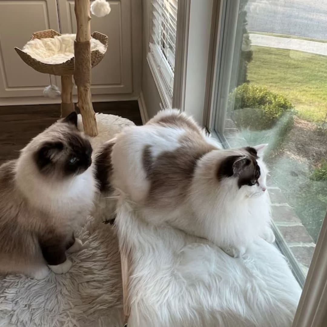 Cat Window Perch, Window Sill, Cat Shelf, Easy Installation, No Tools ...