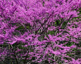 8 Redbud Tree Cuttings Grow Your Own Trees Easy Instructions Included ...