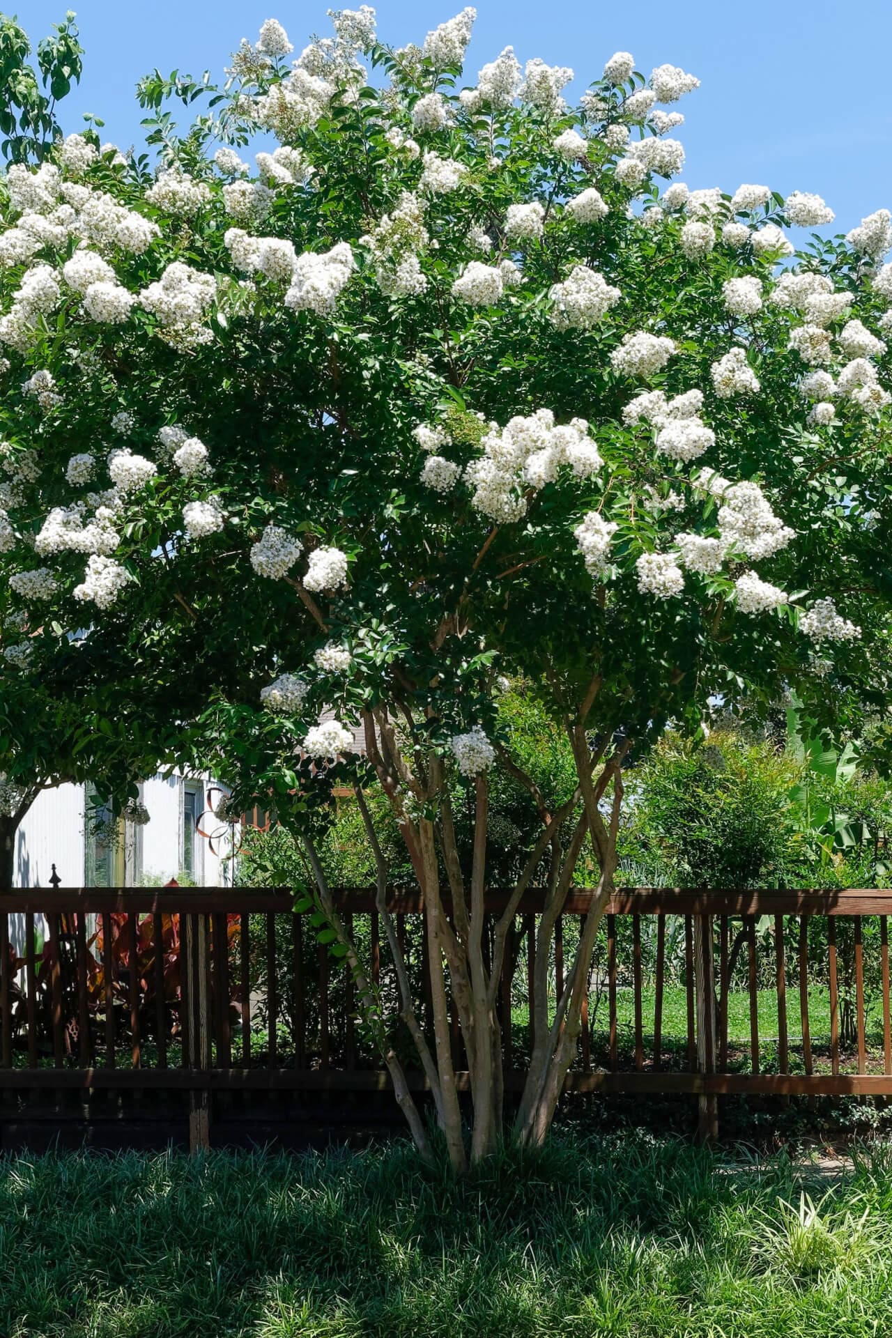 Natchez Crepe Myrtle - Etsy