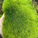 Topiary Moss - Etsy