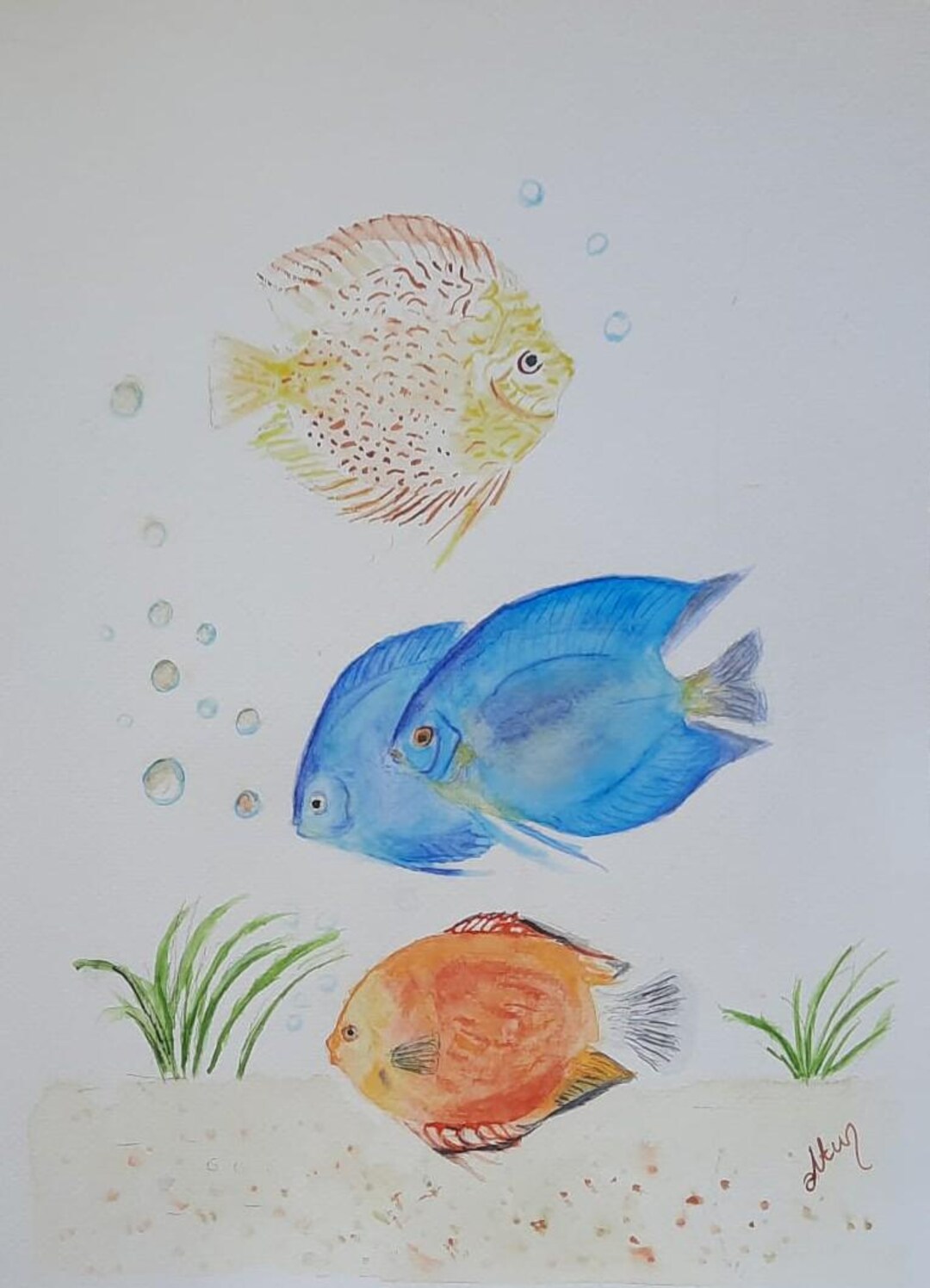 Discus Fish Watercolor Painting, Tropical Aquarium Wall Art, 25x35 Cm ...